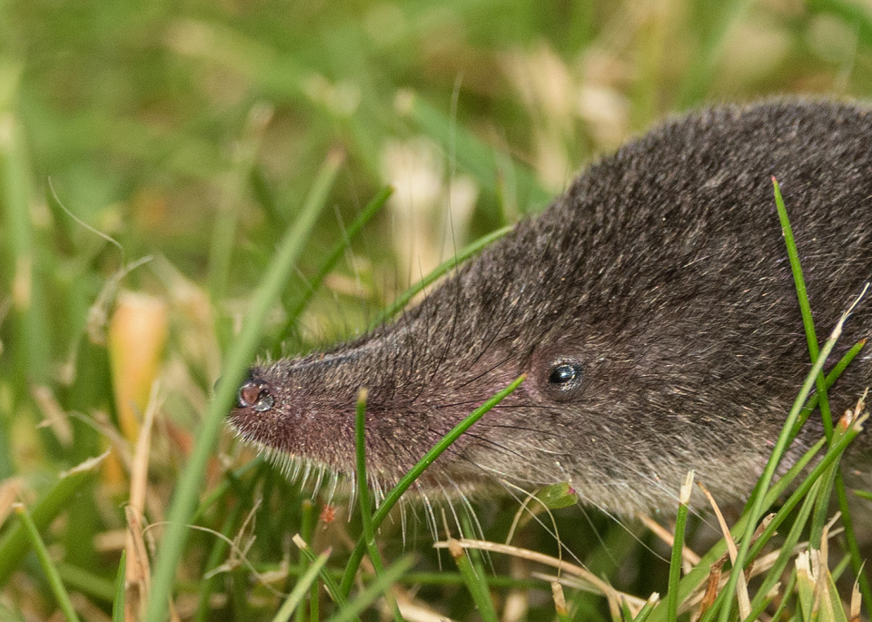 Common Shrew | KenPetch | Blipfoto