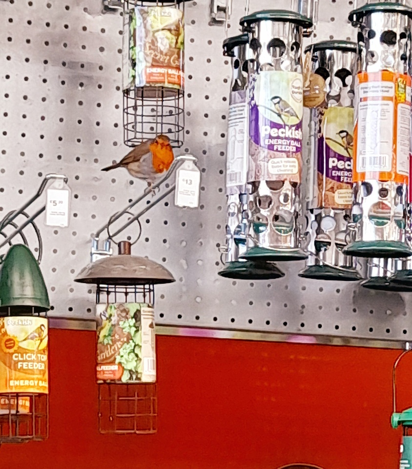 Indoor Robin. | sunflower | Blipfoto