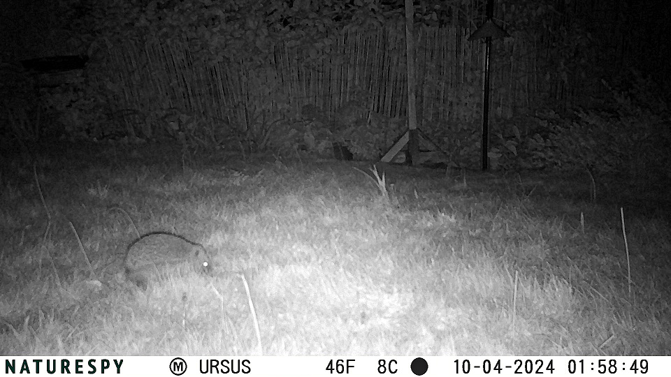 Hedge Pig | RockArea | Blipfoto