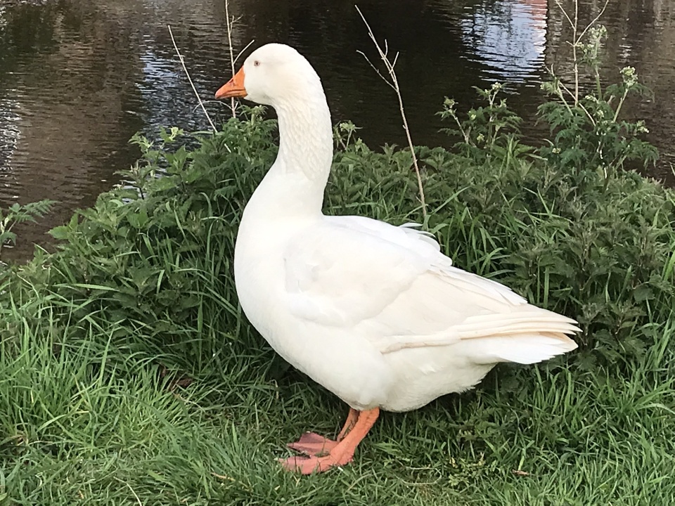 Mr Goose | Teasel | Blipfoto