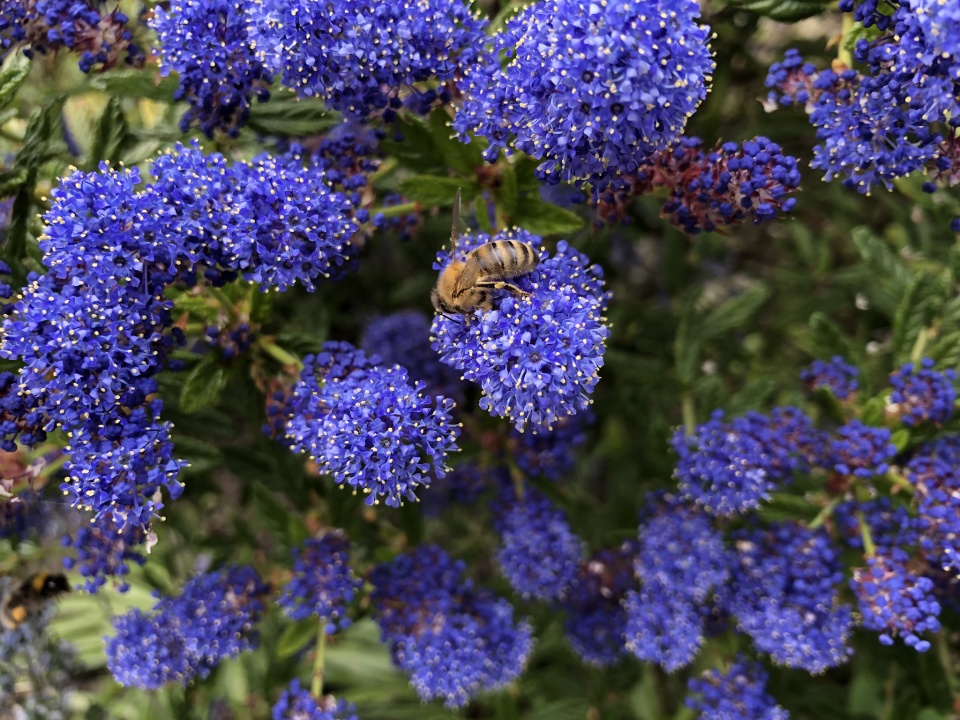 Soap bush | PAR1 | Blipfoto