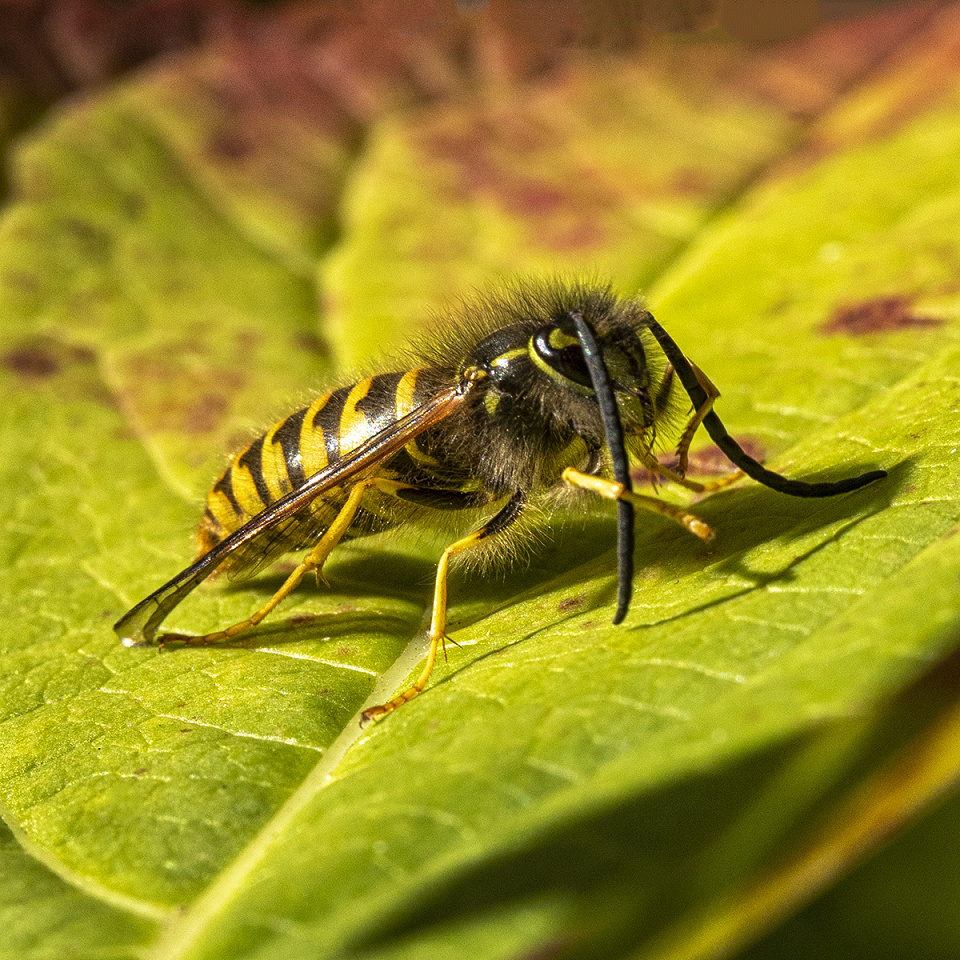 Wasp (German Yellow Jacket) | villan | Blipfoto
