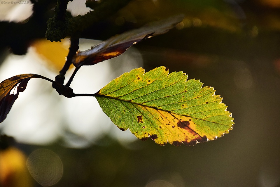 Tiny ....... | BikerBear | Blipfoto