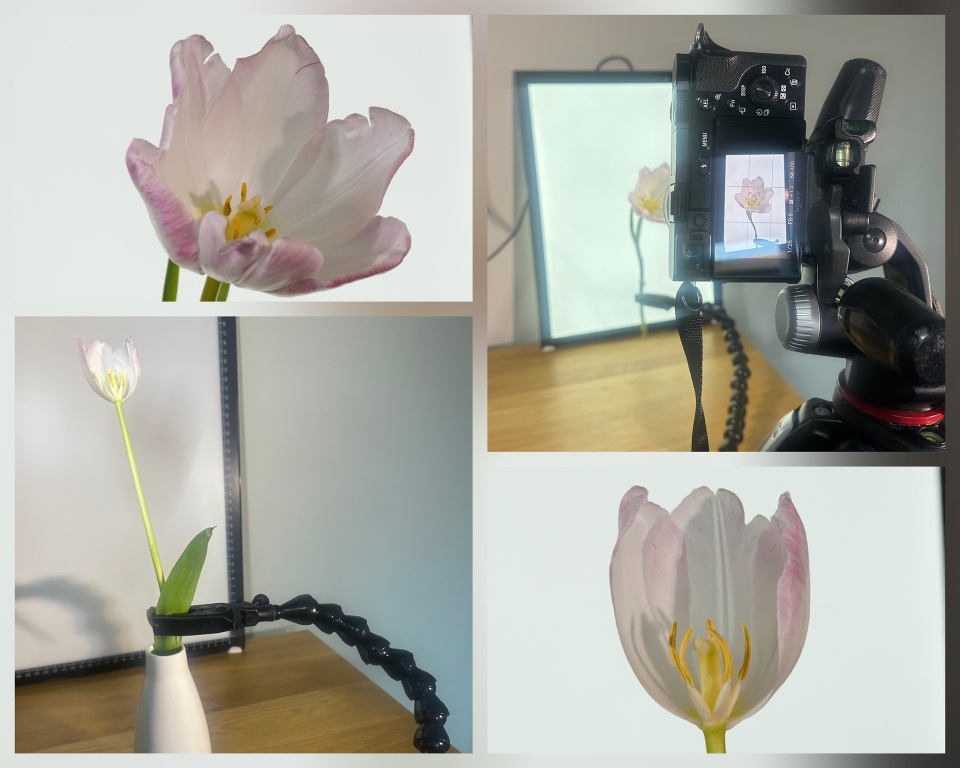 Focus and Light | ApolloFly | Blipfoto