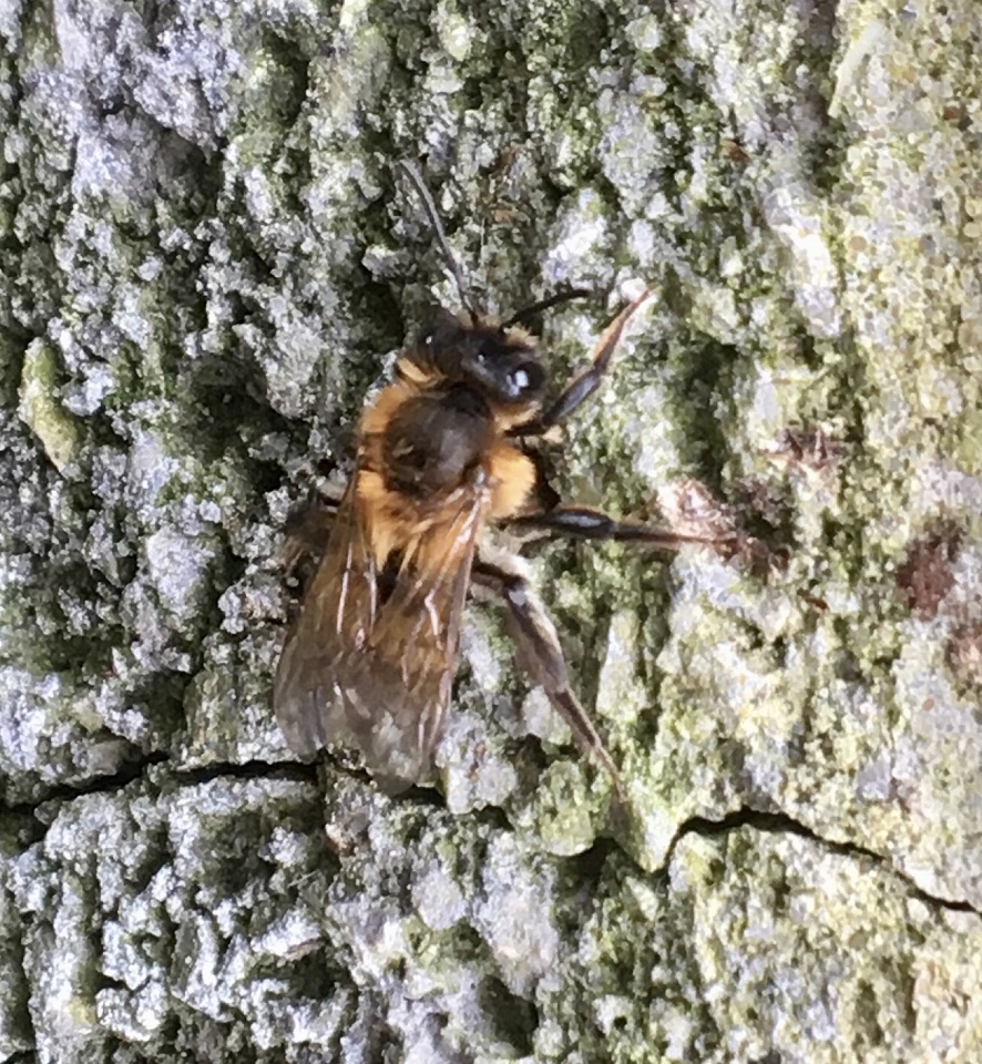 Friday: A Bee | doffy | Blipfoto