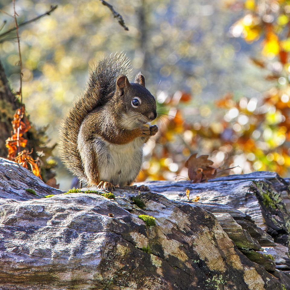 Snacking squirrel | Nanzy19 | Blipfoto