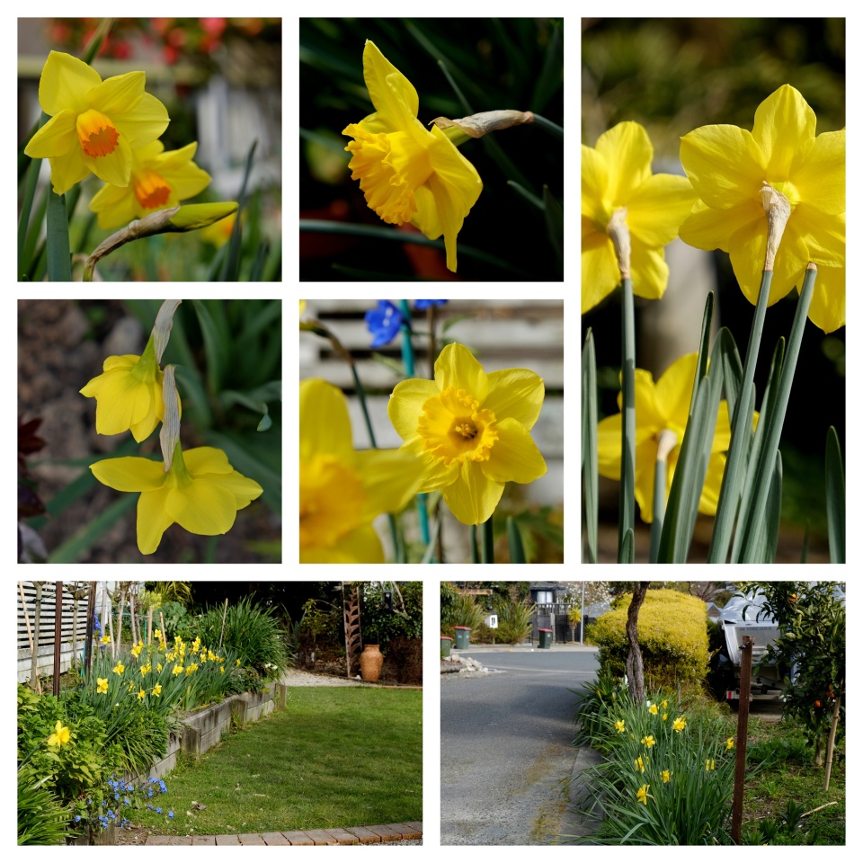 The Daffodil Song . . . Philippa Hanna | V1k1 | Blipfoto