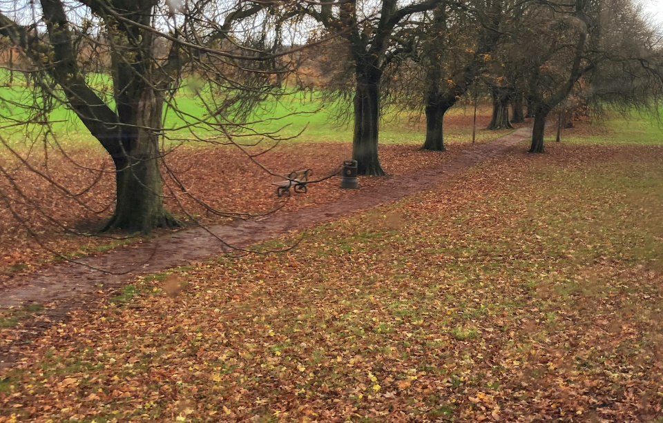 Stray Leaves | mambo | Blipfoto