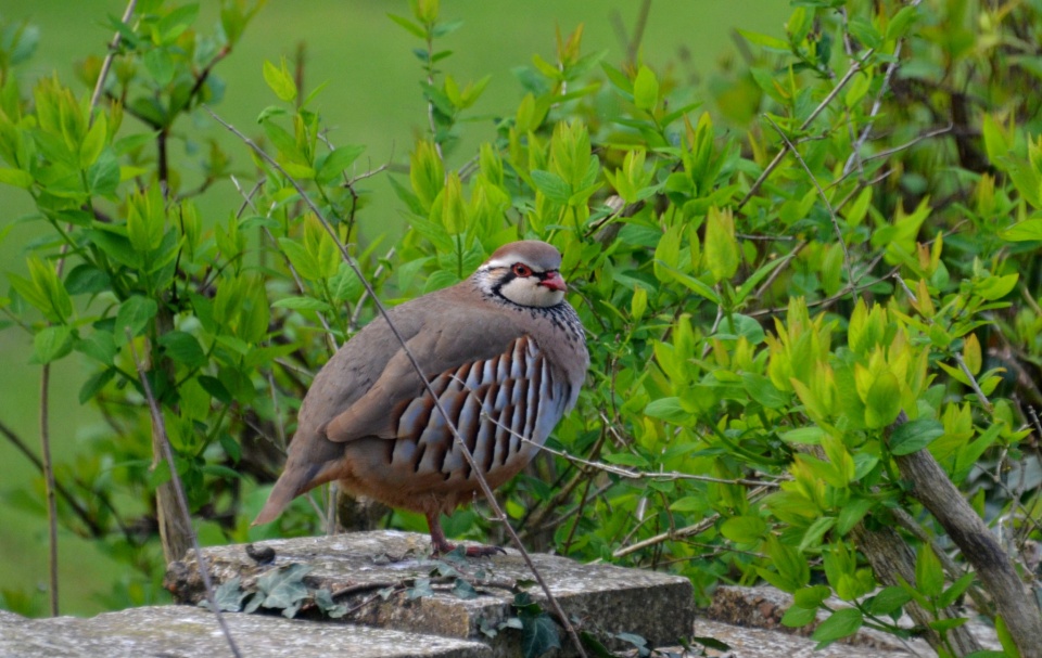 Red-legged or French Partridge. | GrumpyOldGit | Blipfoto