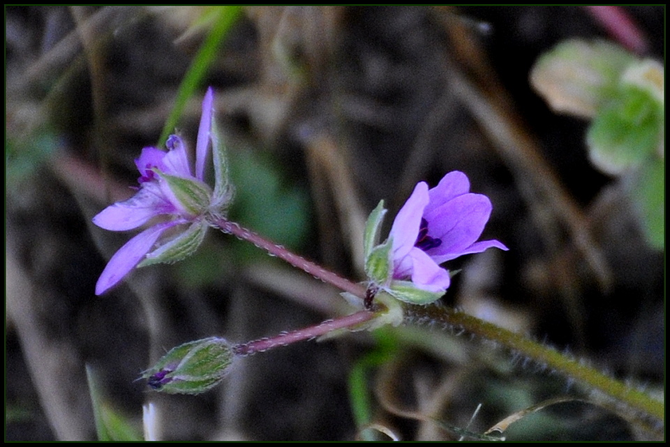 Final Flower Friday For 2022 | Lsquare | Blipfoto