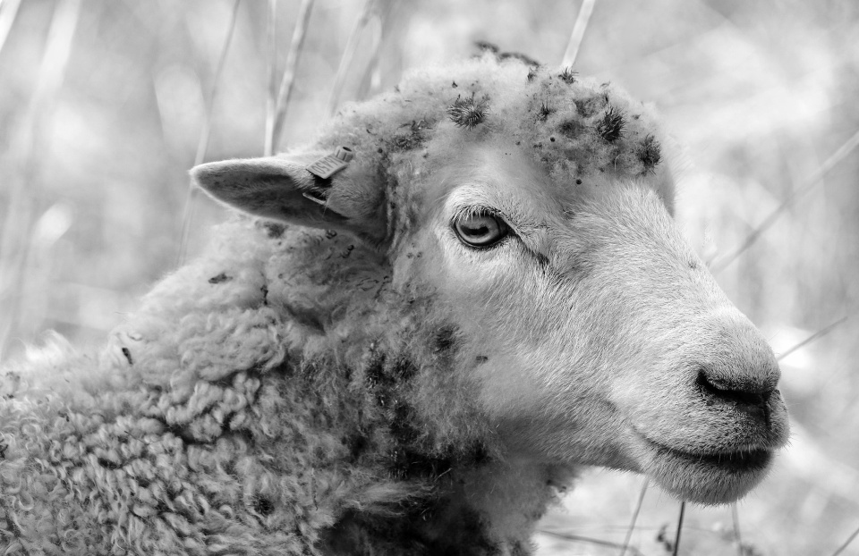 Seasonal sheep - MM246 | Miranda1008 | Blipfoto