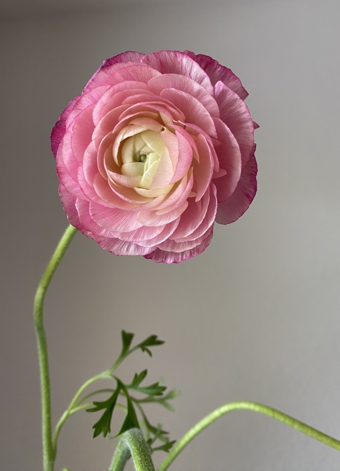 The Pink Ranunculus | carolinav | Blipfoto