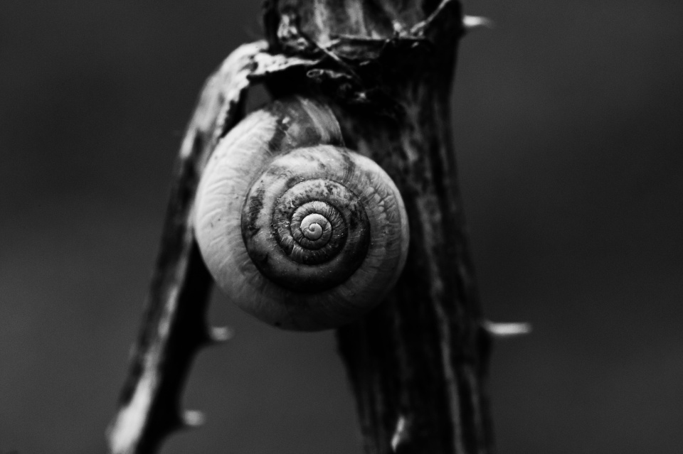Kentish Snail | mollyblobs | Blipfoto