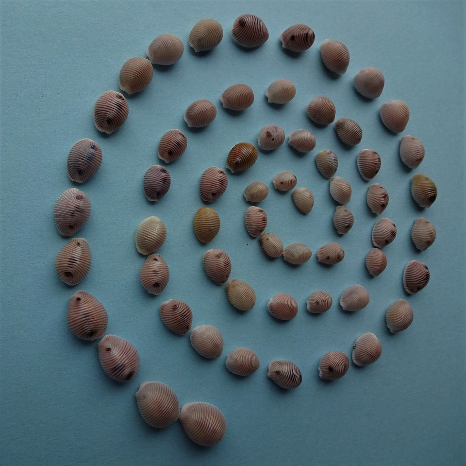 Shore shells | EllyJay | Blipfoto