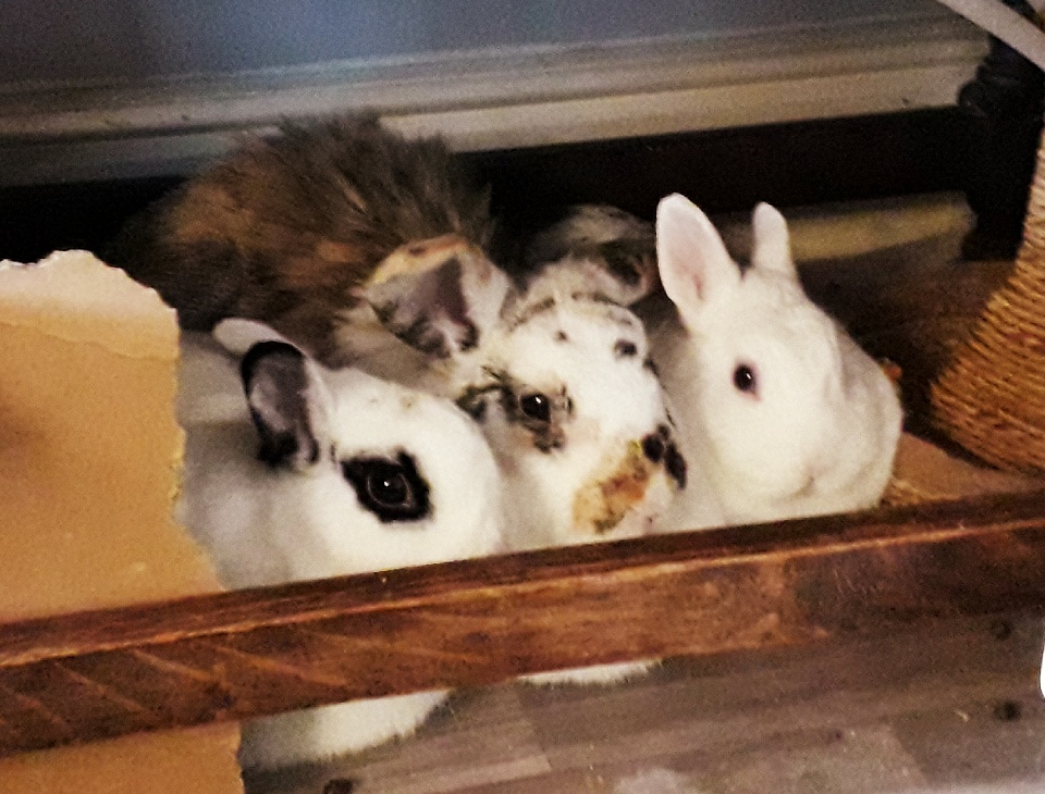 Cuddle buns | Blanchmange | Blipfoto