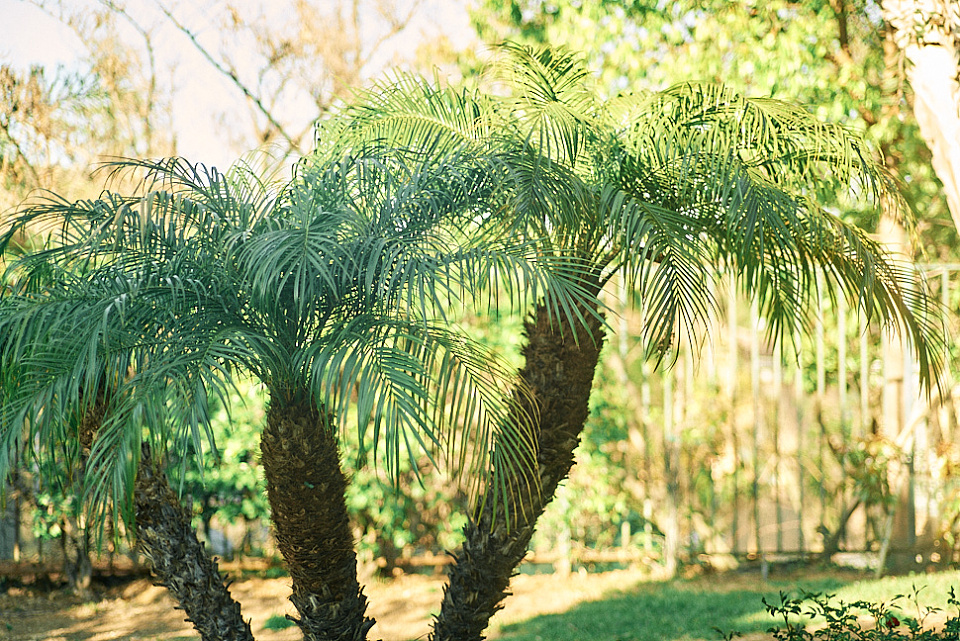 Phoenix Palms | Fishingplus | Blipfoto