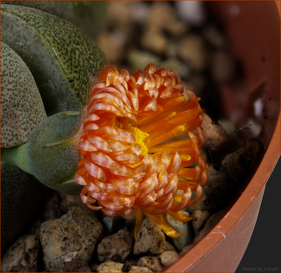 Hello Flower | JohnW | Blipfoto