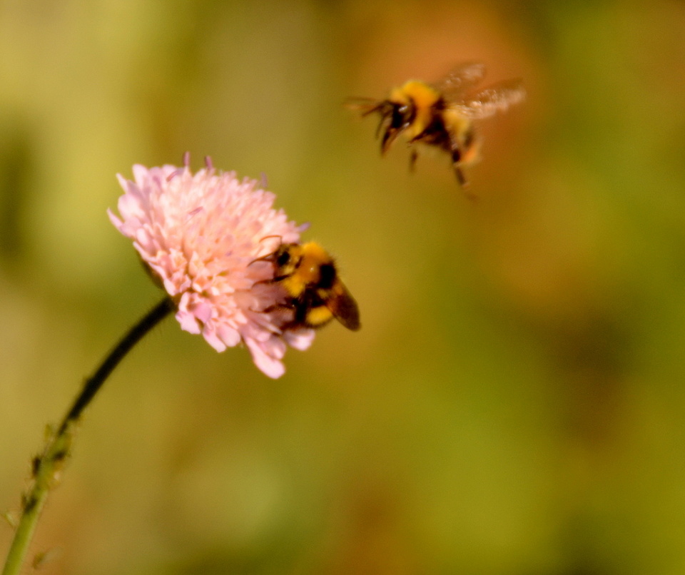 A photo bombing bee. ... | chrisA | Blipfoto