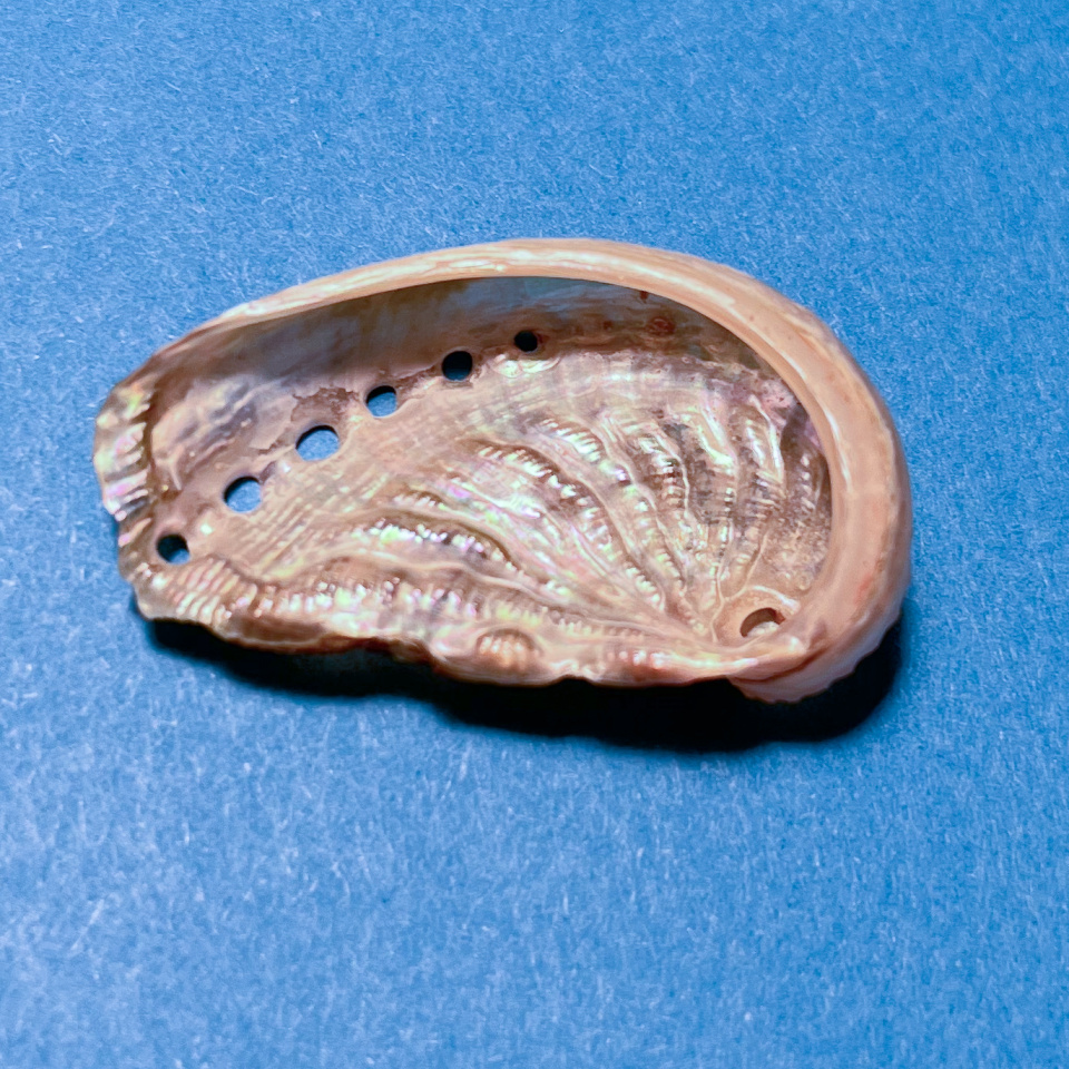 A tiny shell for Tiny Tuesday | CherryR | Blipfoto