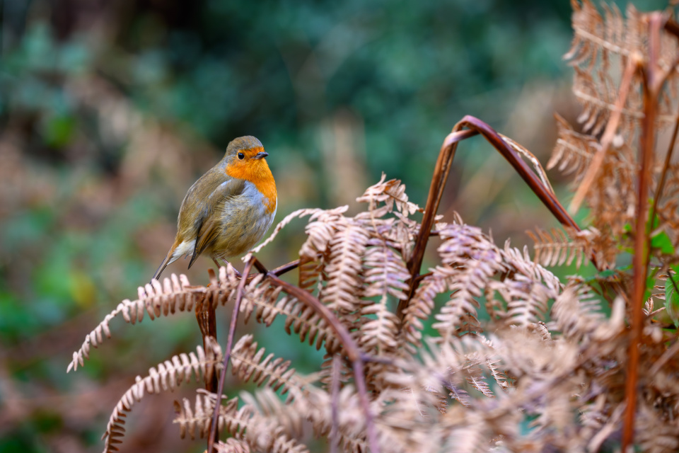 Robin | NickyR | Blipfoto