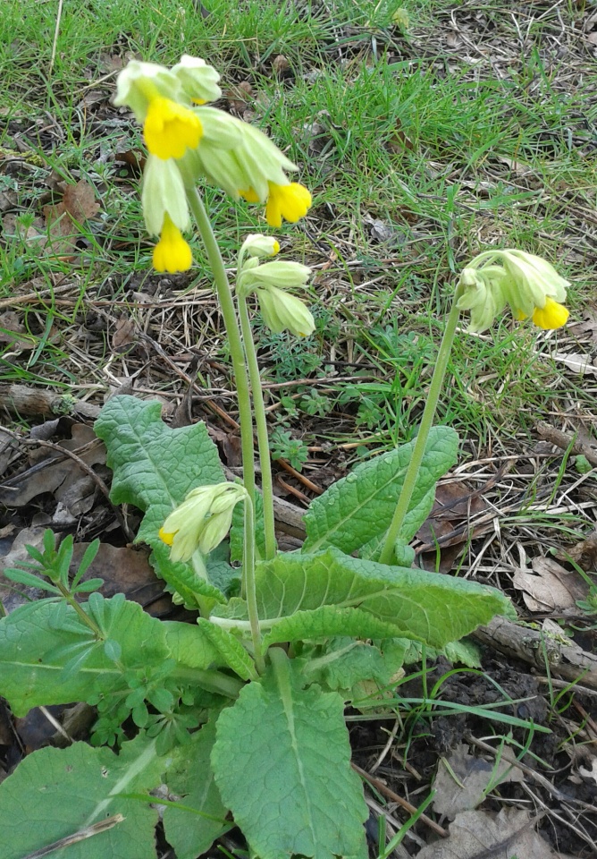 Cowslip | CVB | Blipfoto