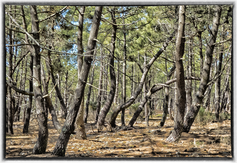 Shapes in the forest | DigitalDave | Blipfoto