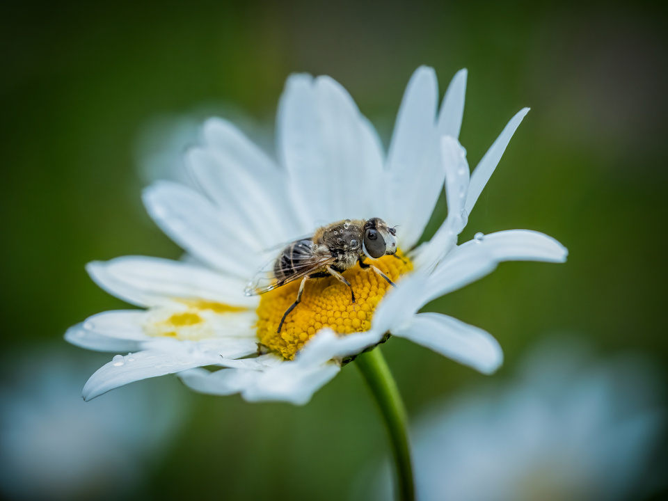 Camera Club Outing - Flower Photography | davidc | Blipfoto