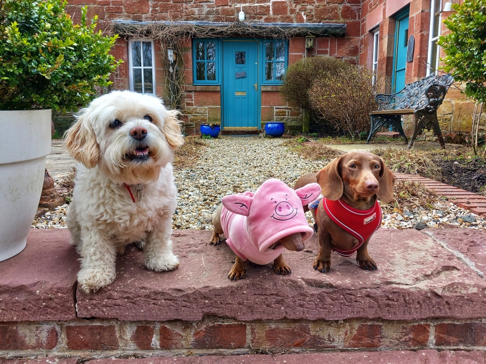 Little Miss Piggy and Friends | Freuchie | Blipfoto