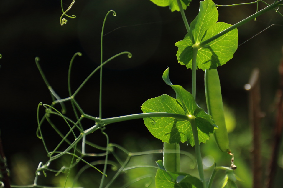A pea stalk in the light | Terhini | Blipfoto