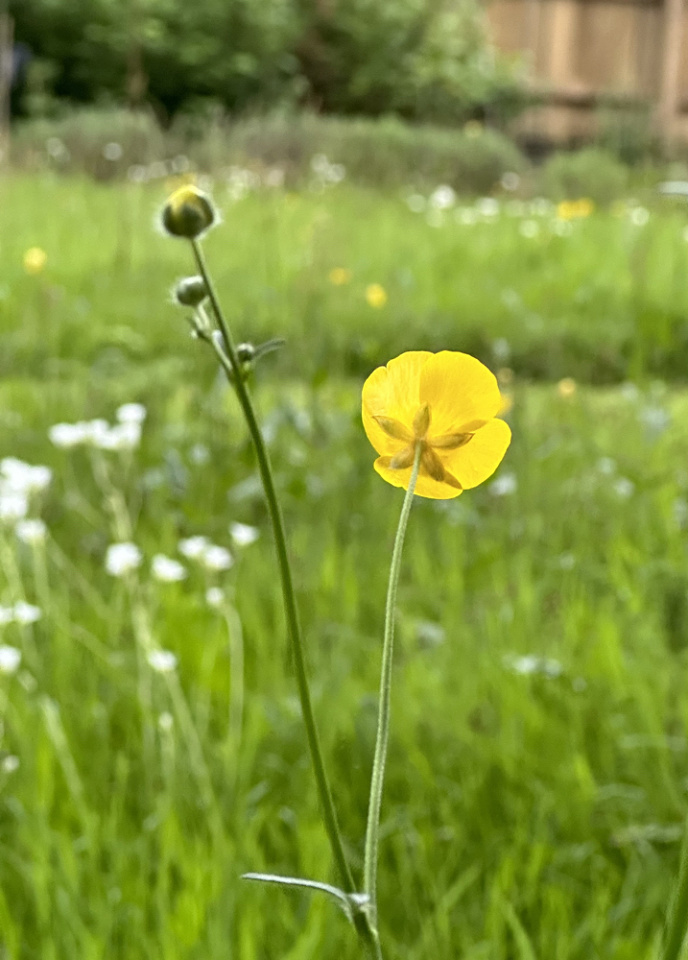 Wild Lawn… | An1ma | Blipfoto