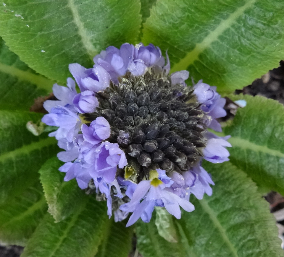 Primula capitata | sheilwill | Blipfoto