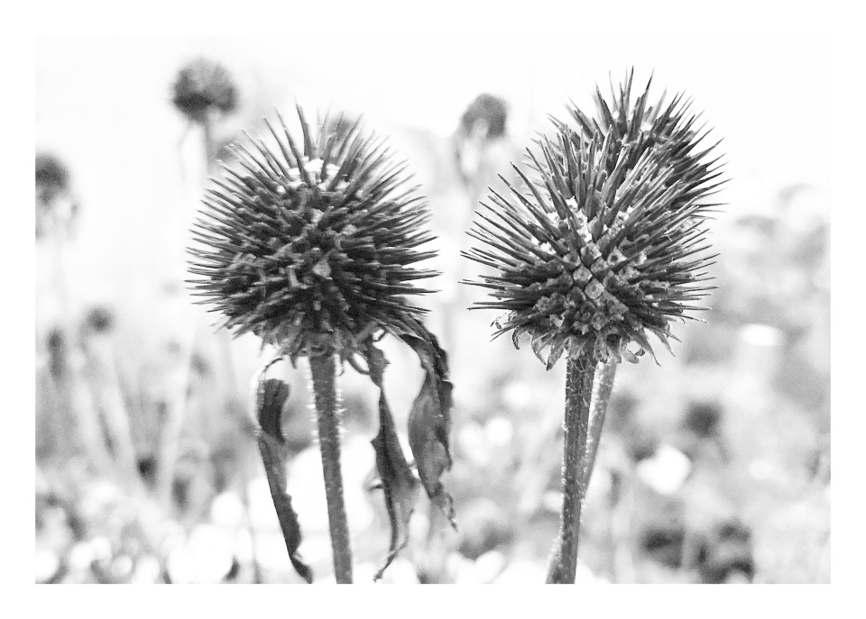 Spikey things | hpx | Blipfoto