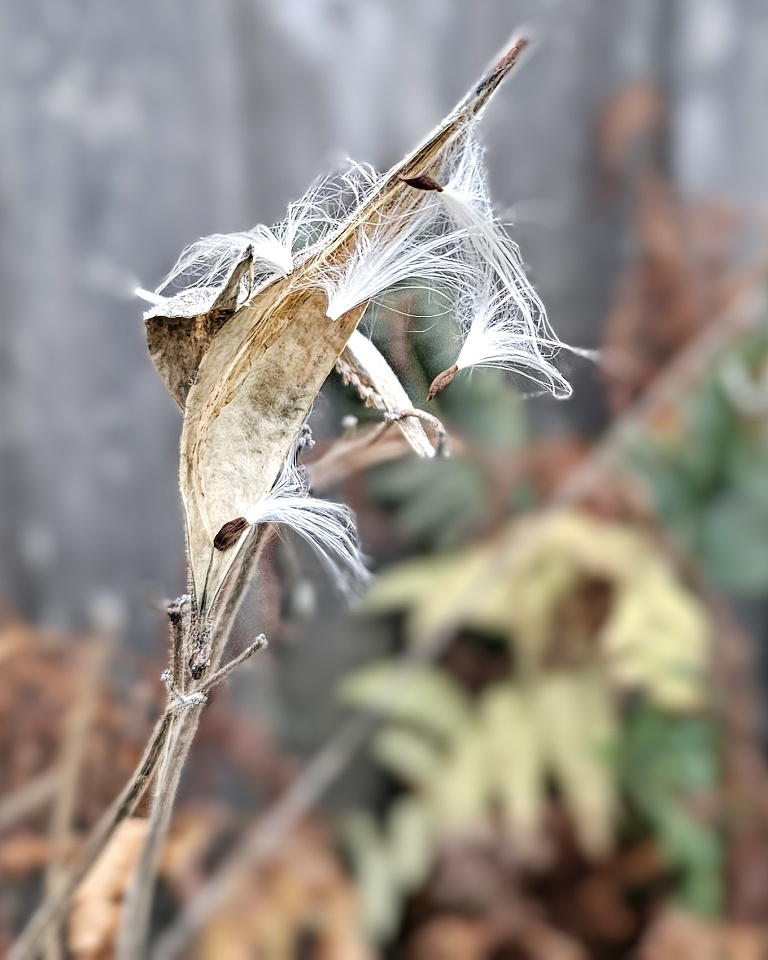 Exploded Butterfly Weed Pod | RonaldBerry | Blipfoto