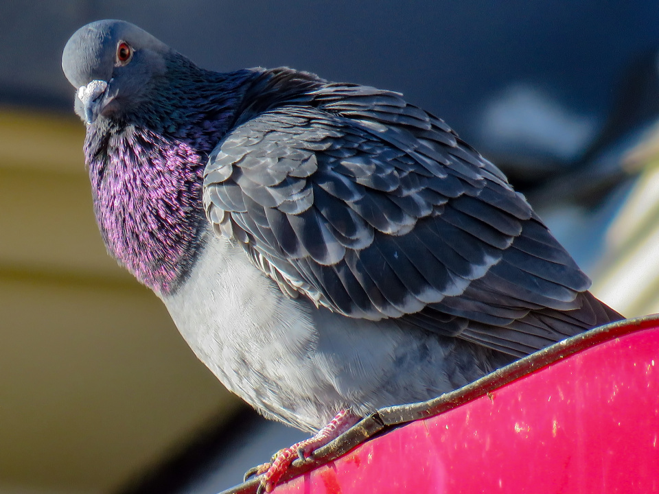 Pigeon | KevinV | Blipfoto