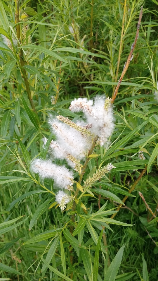 Willow down | Poppy | Blipfoto