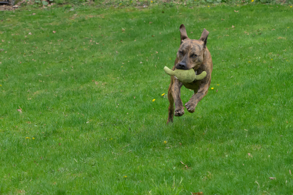 Flying Jax | dbifulco | Blipfoto