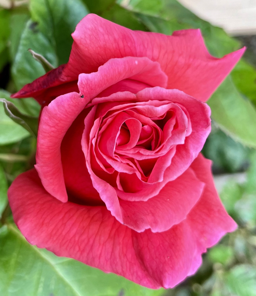 June Rose | CherryR | Blipfoto