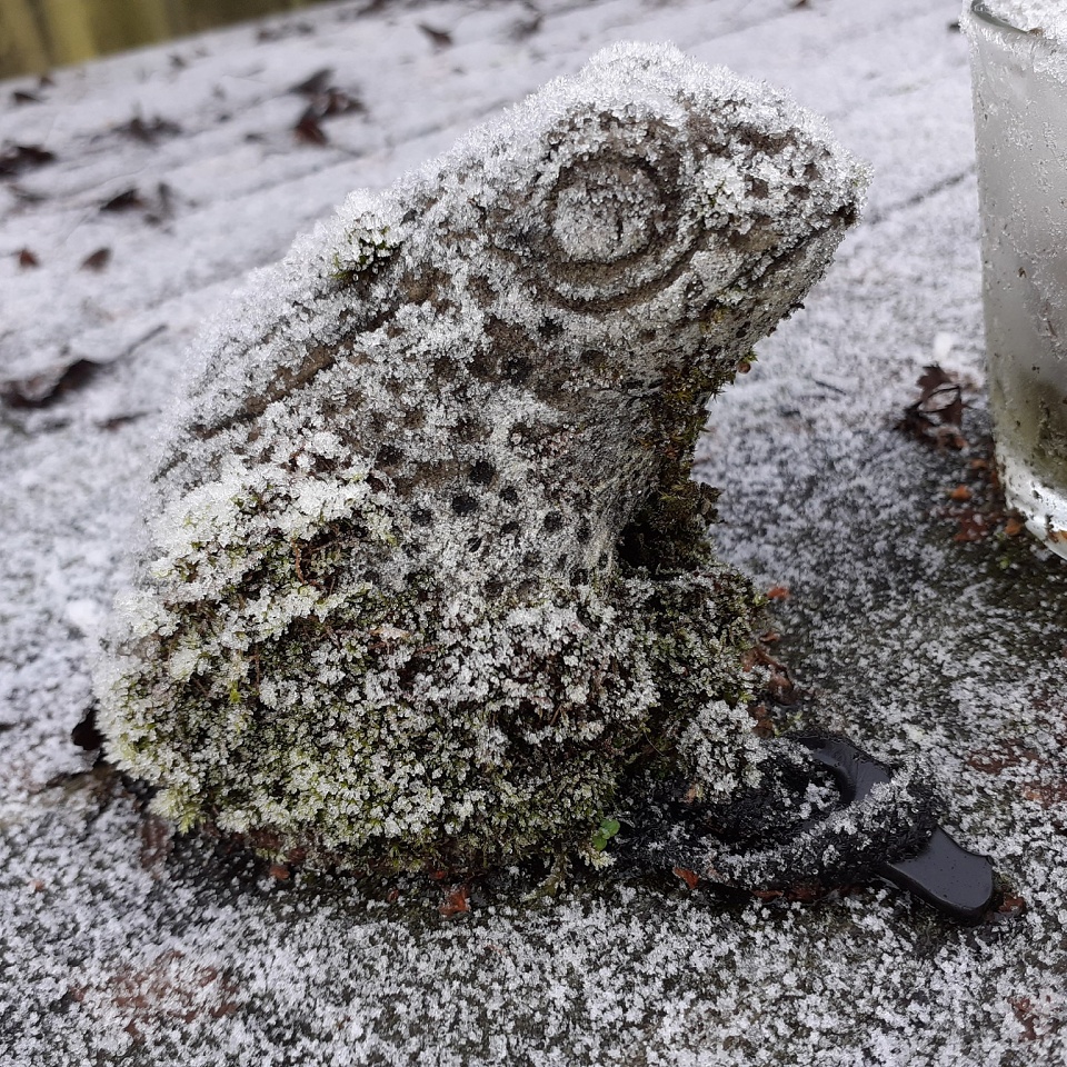 New species - The Northumberland Frost Frog | Pineapple_Tart | Blipfoto