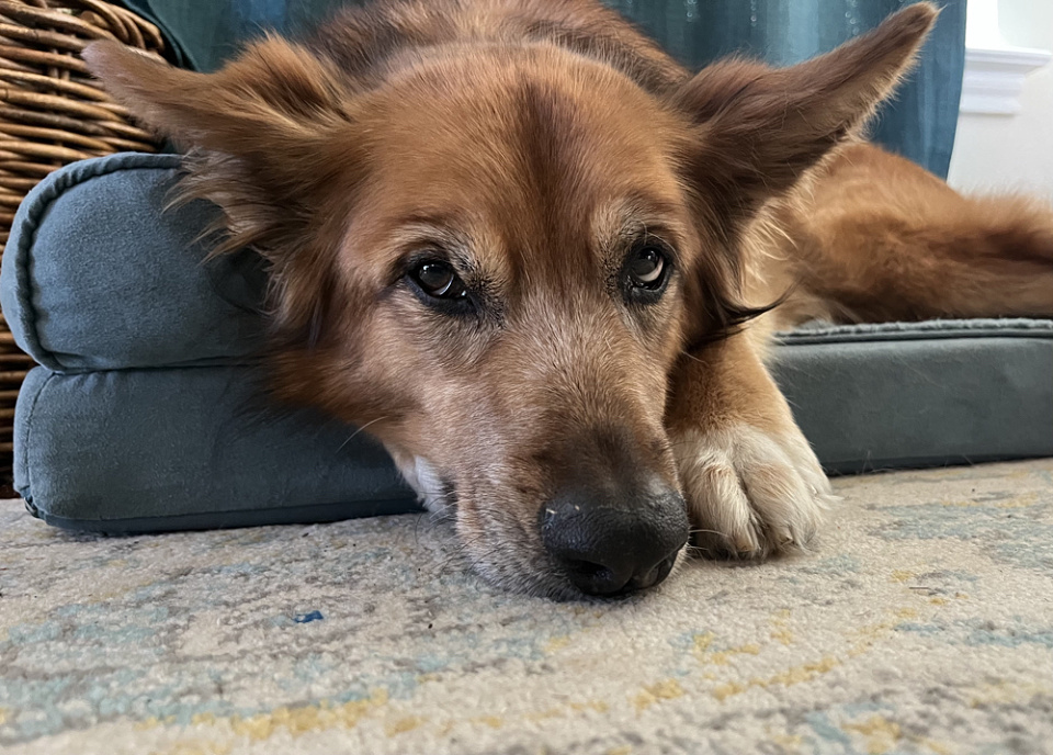 Awwwww | dbifulco | Blipfoto