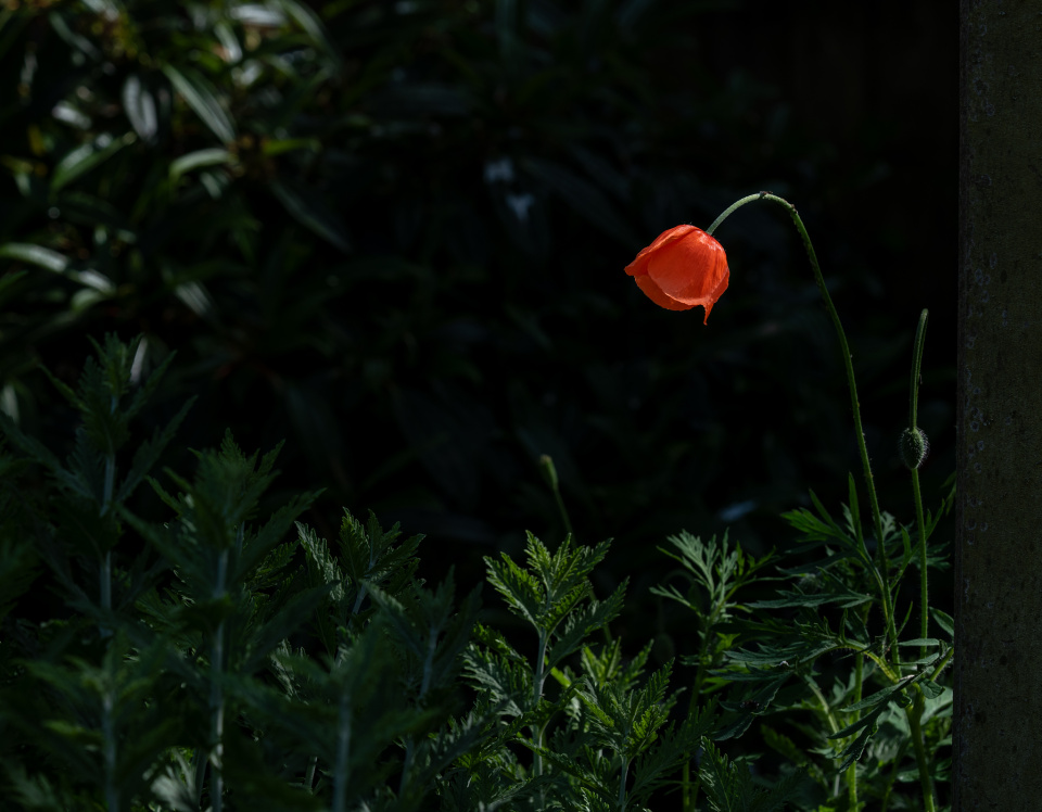 Poppy | fitzbilly | Blipfoto