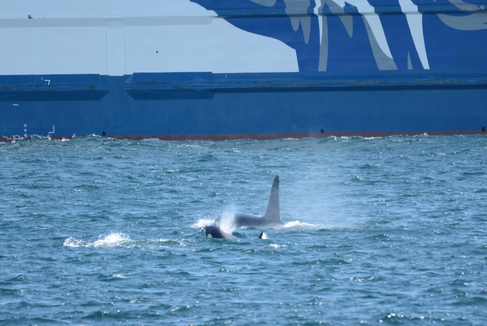 ORCA | EllyJay | Blipfoto