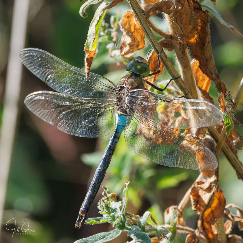 The End | JDO | Blipfoto