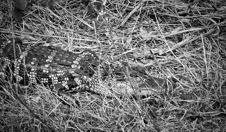 Spotted On The Trail | bugsman | Blipfoto