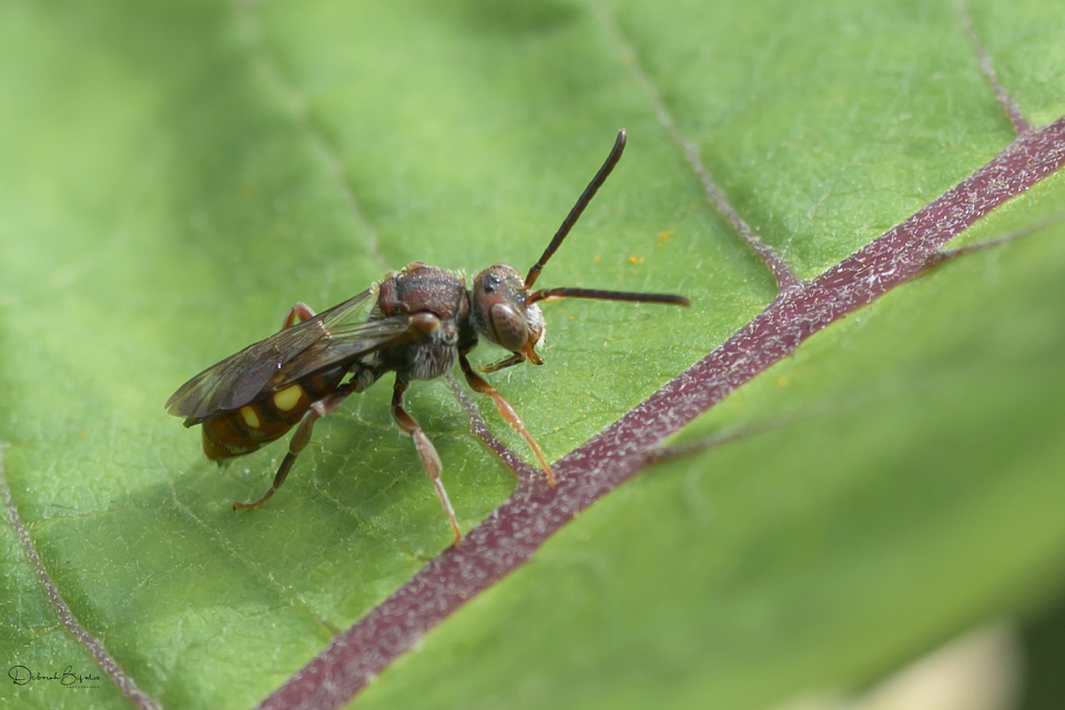 Nomad | dbifulco | Blipfoto