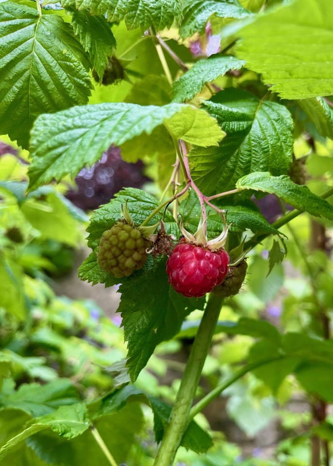 First raspberry | hazelh | Blipfoto