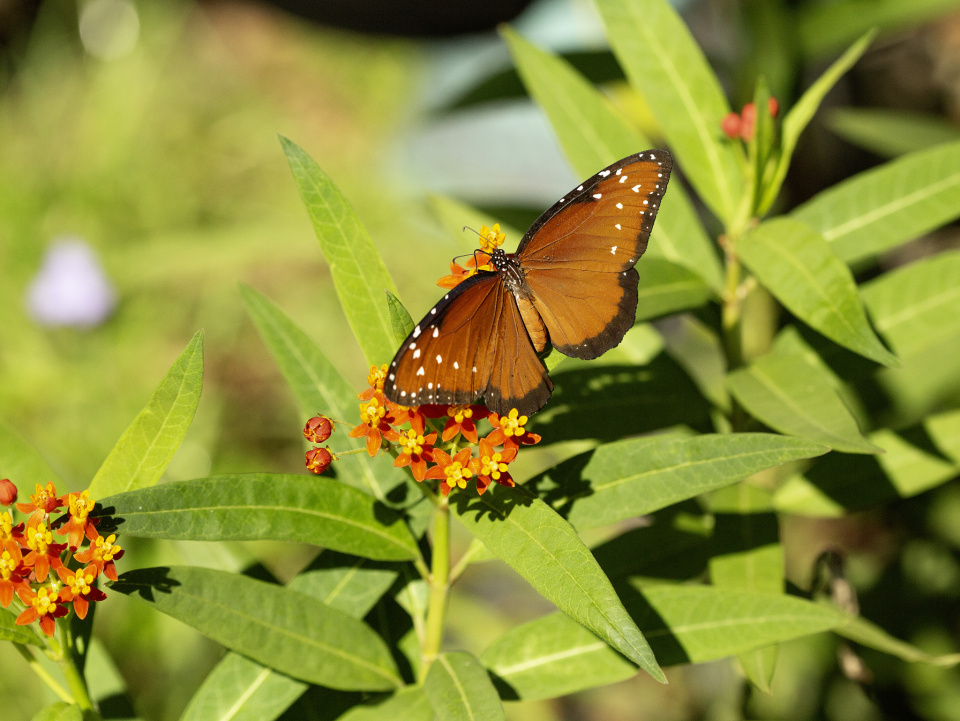 Monarch | bugsman | Blipfoto