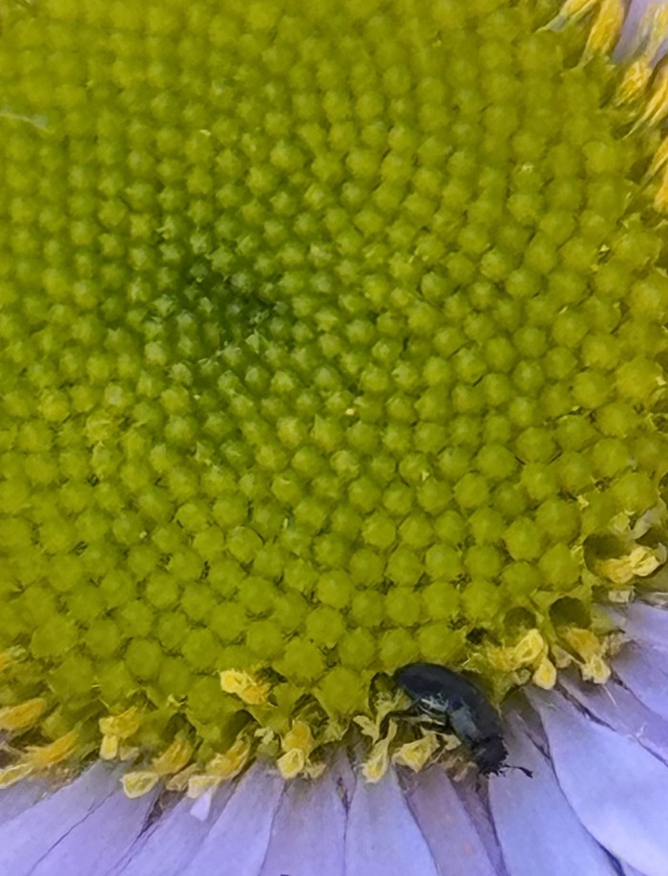 Daisy centre | mab1943 | Blipfoto