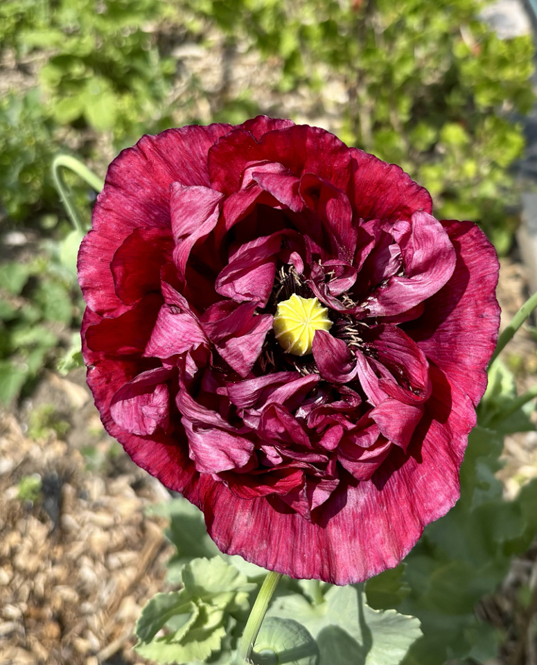 Poppy | Cath154 | Blipfoto