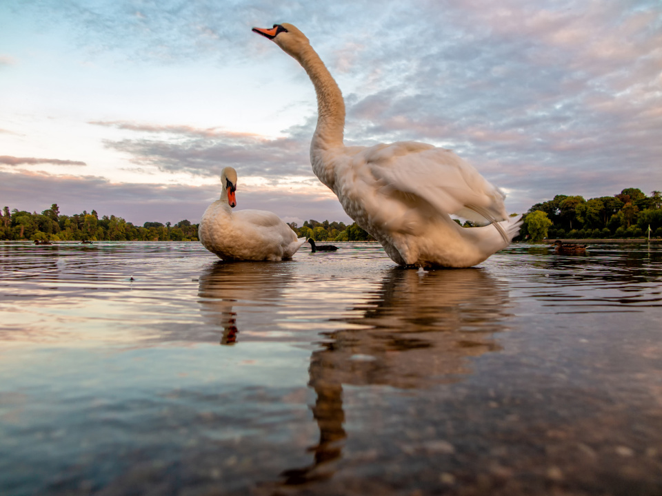 Sunset Swans | IanWright | Blipfoto