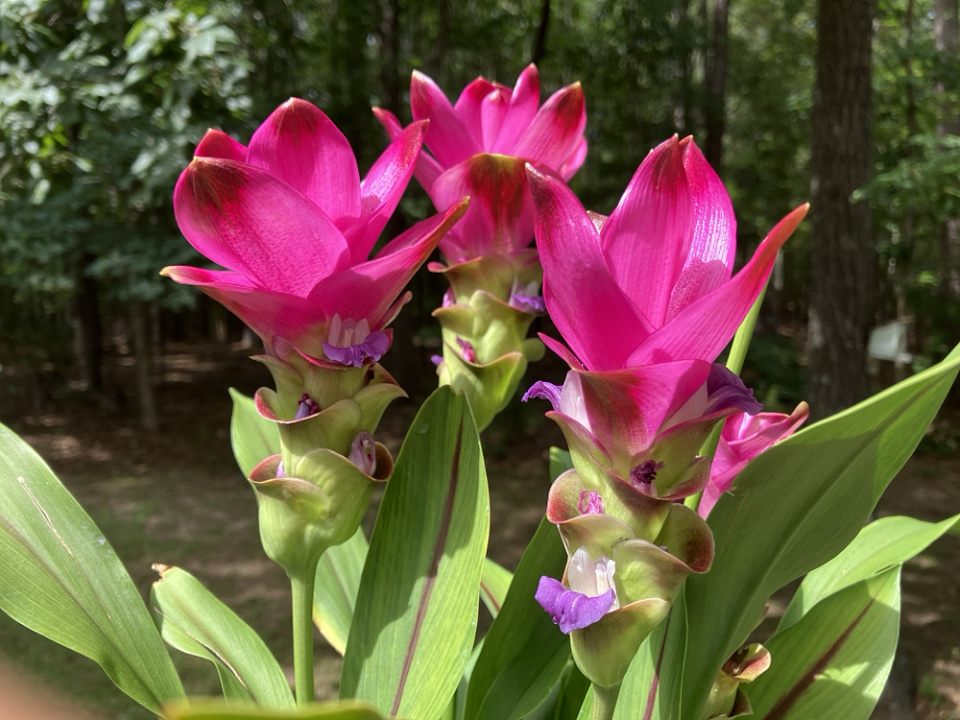 Ginger | MaryElizaR | Blipfoto